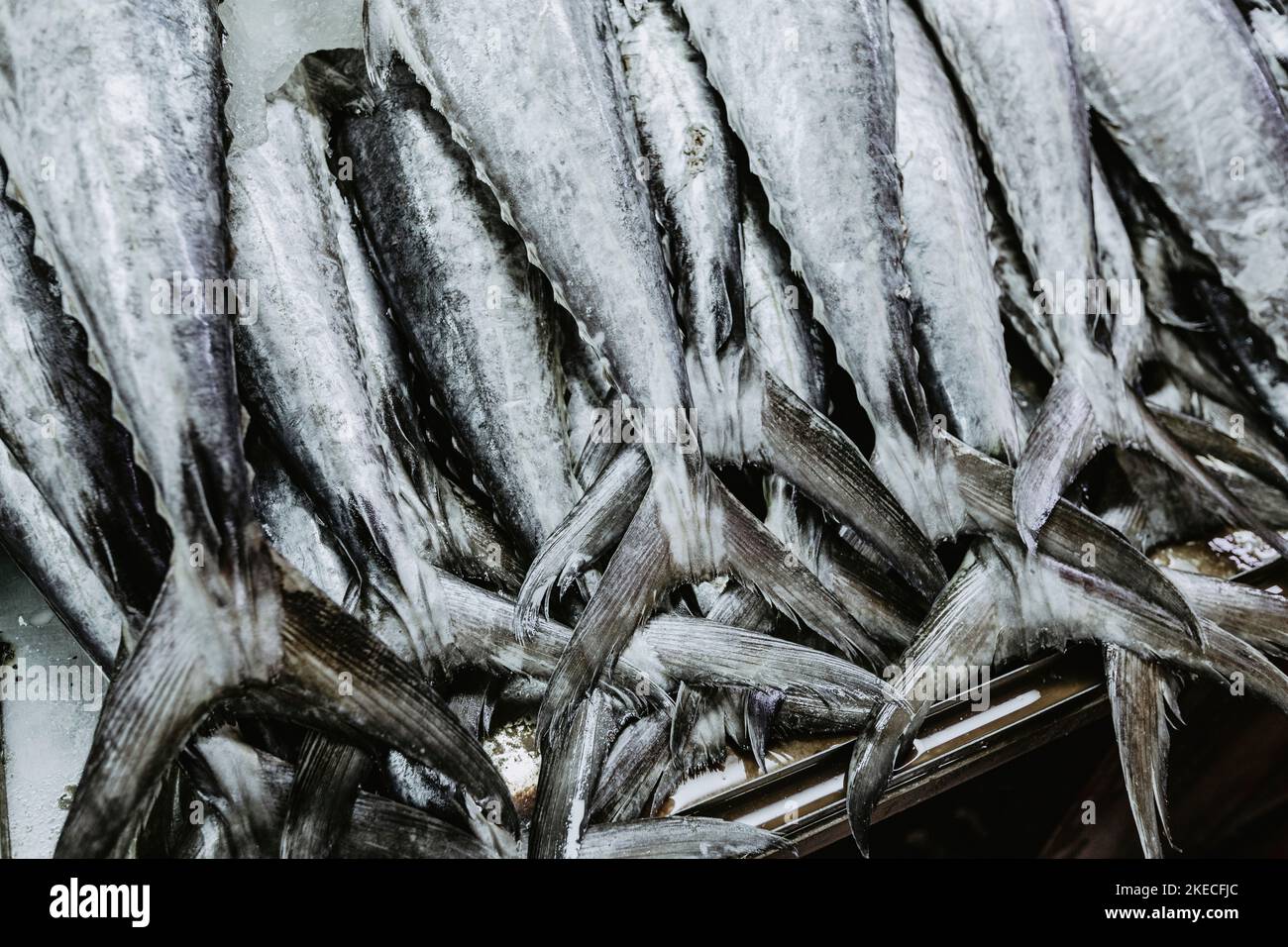 Saudi Arabia, Mecca province, city: Jeddah/Jiddah, fish market, fish ...