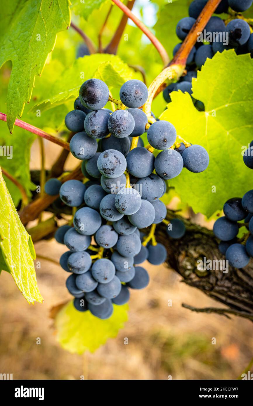 red grapes on the vine surrounded by grape leaves, almost ripe berries ...