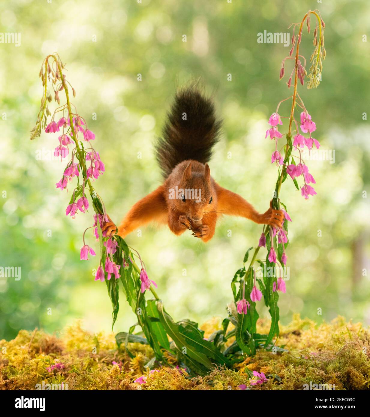 red squirrel in a split between Rosebay willowherb flowers Stock Photo - Alamy