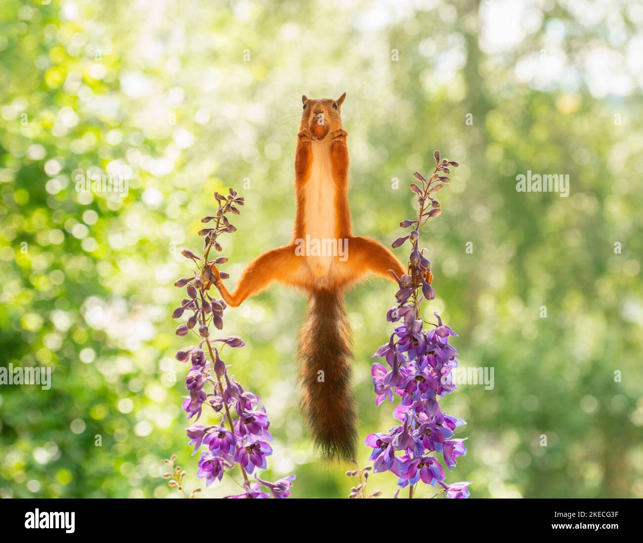 Red squirrel between blue flowers hi-res stock photography and images ...