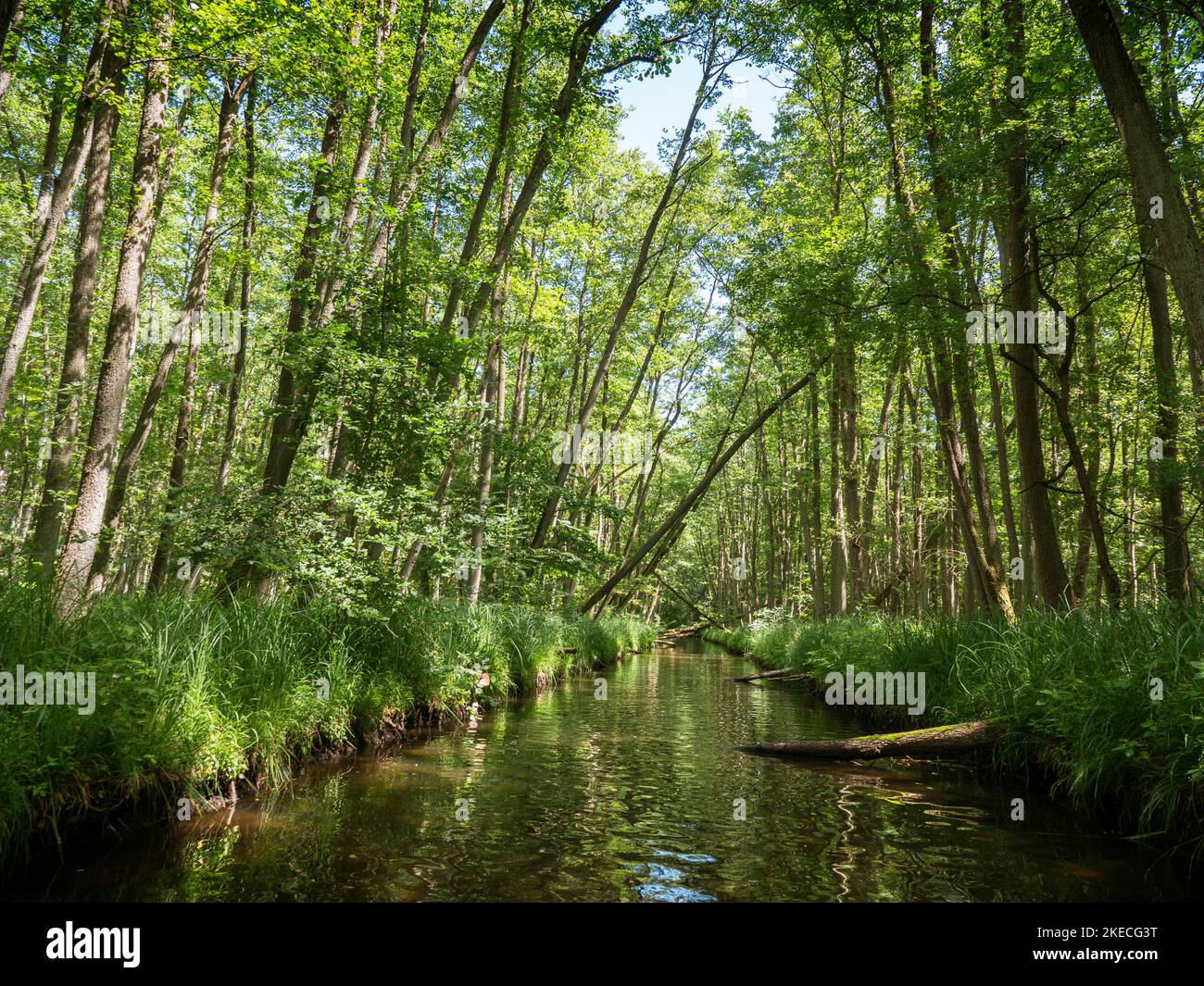 Water veins on the Havel in summer Stock Photo - Alamy