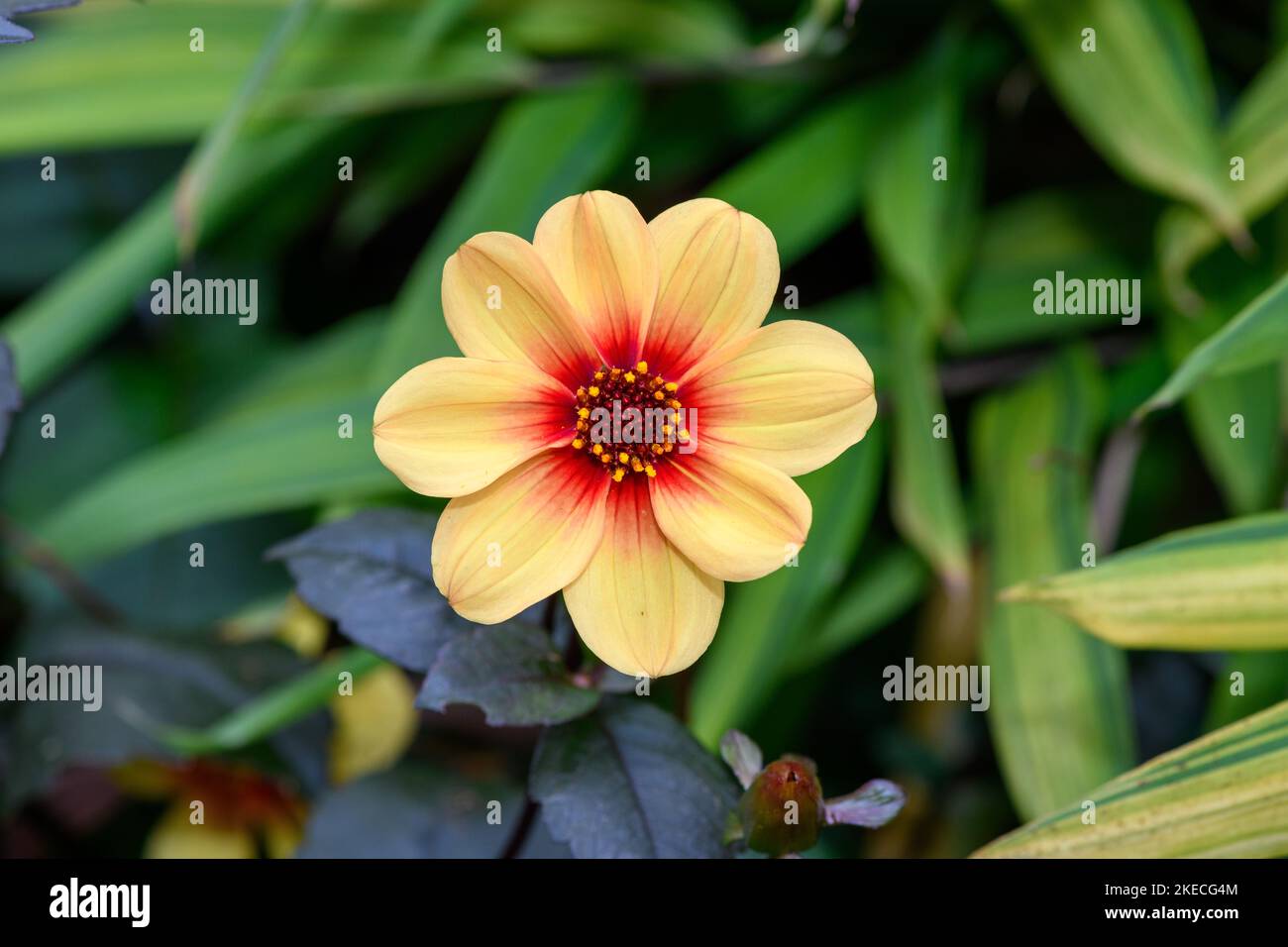 Close up of a dahlia moonfire flower in bloom Stock Photo - Alamy