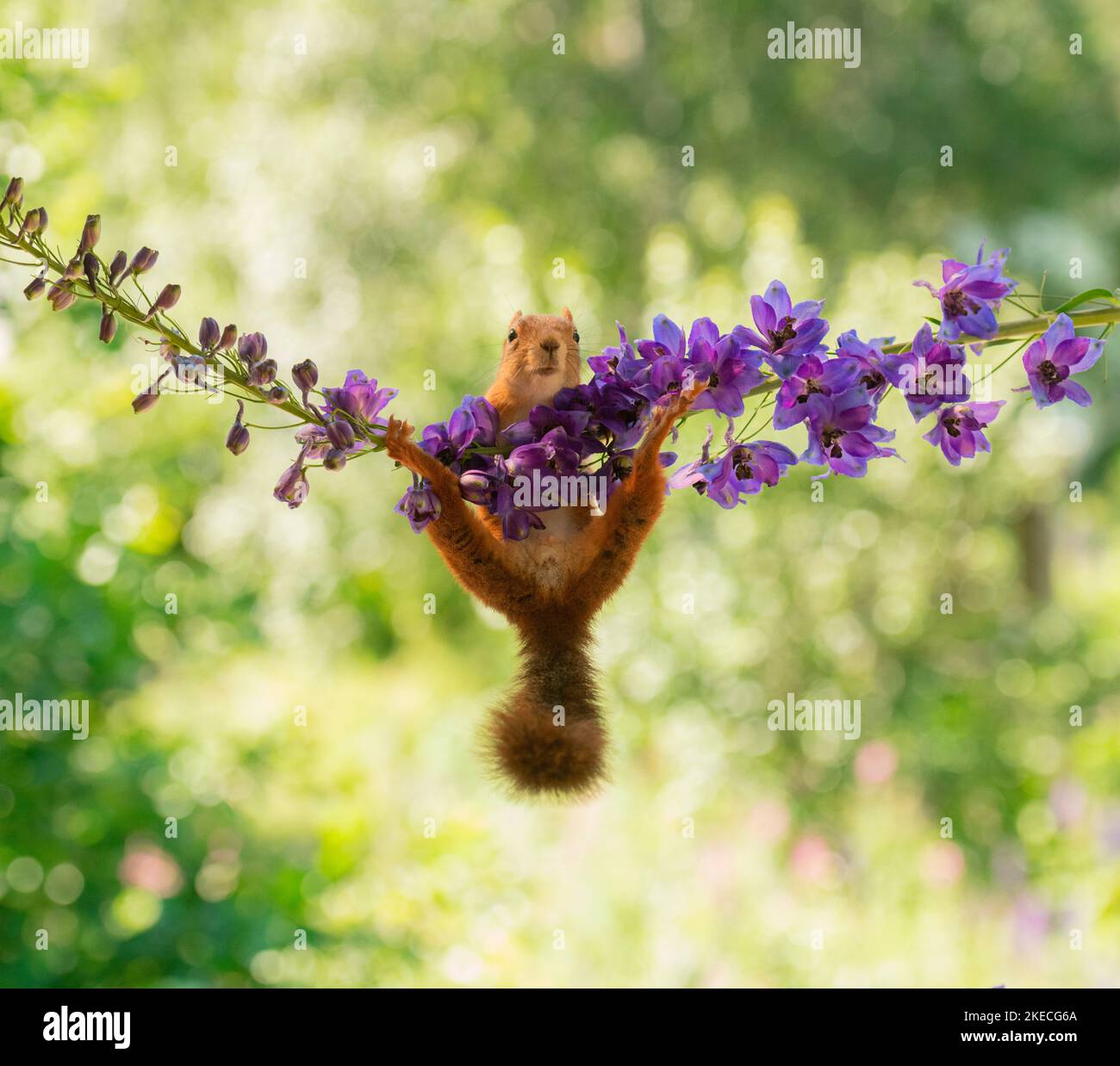 Violet flower of the plant delphinium hi-res stock photography and ...