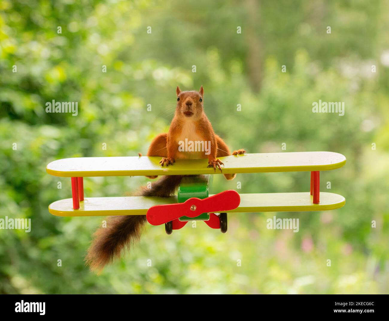 Airplane animal hi-res stock photography and images - Alamy