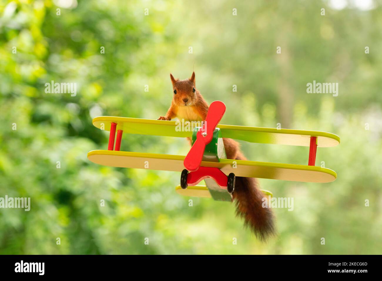 Airplane animal hi-res stock photography and images - Alamy