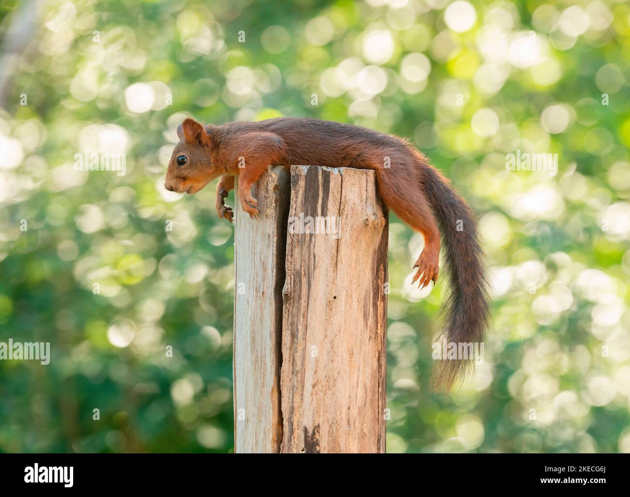 Squirrel at rest hi-res stock photography and images - Alamy