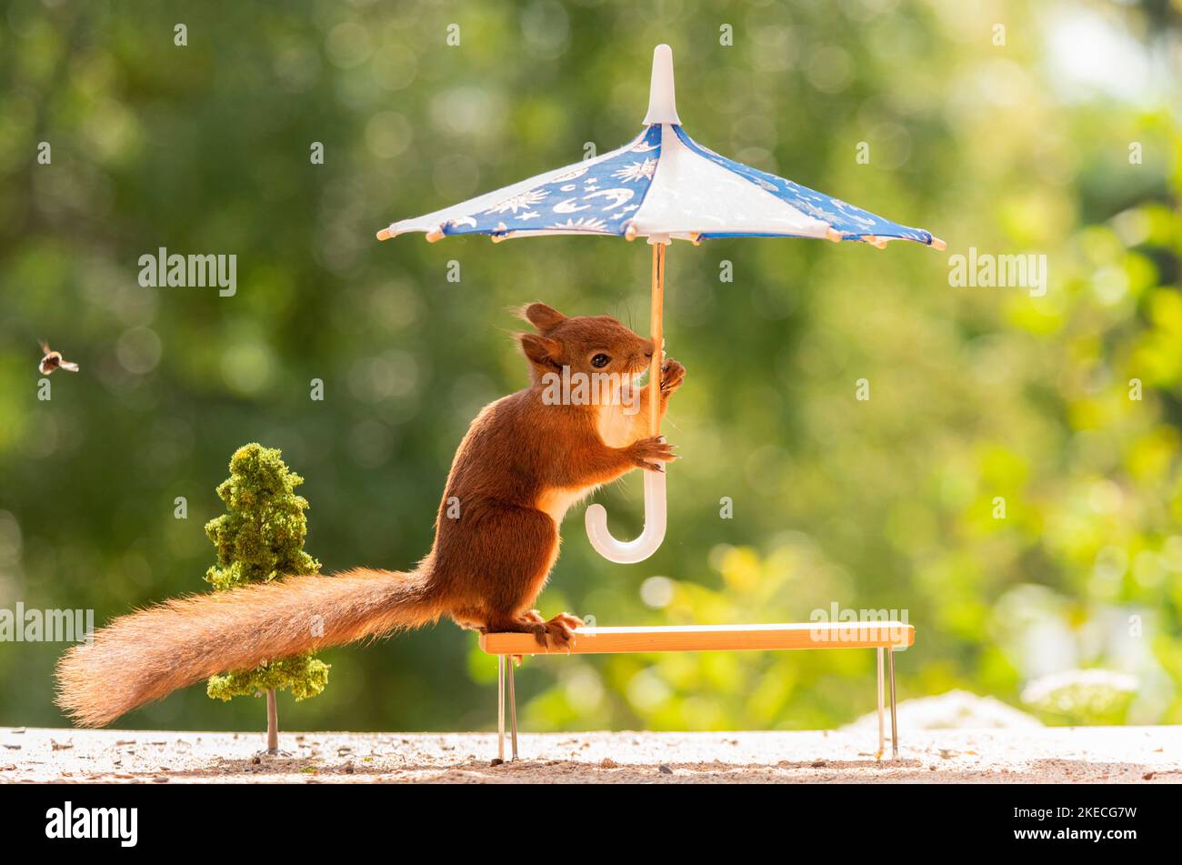 red squirrel on a bench with umbrella Stock Photo - Alamy
