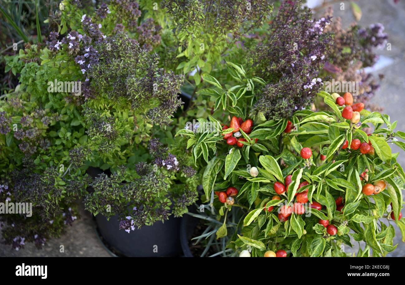 Old traditional rural house patio tin and clay pots with flowers and ...