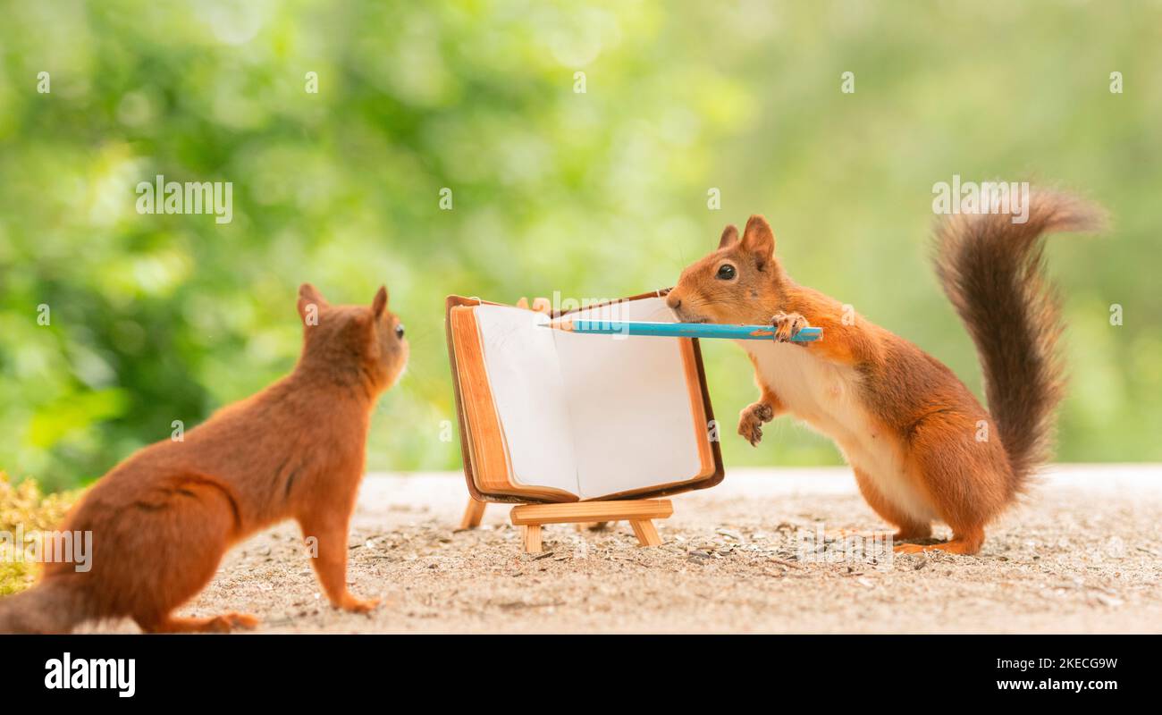 Squirrel squirrel book hi-res stock photography and images - Alamy