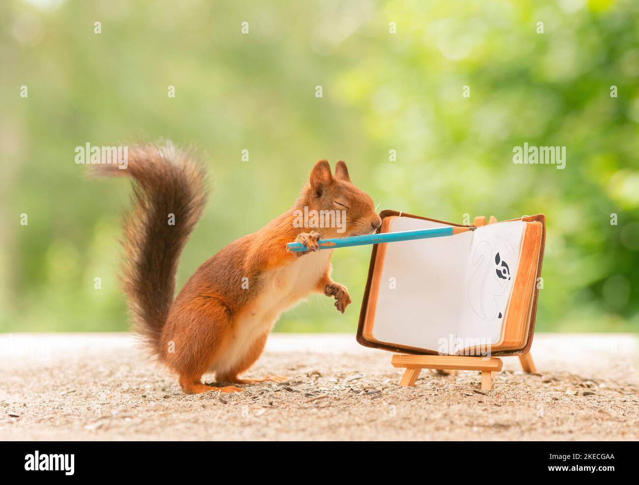Squirrel squirrel book hi-res stock photography and images - Alamy