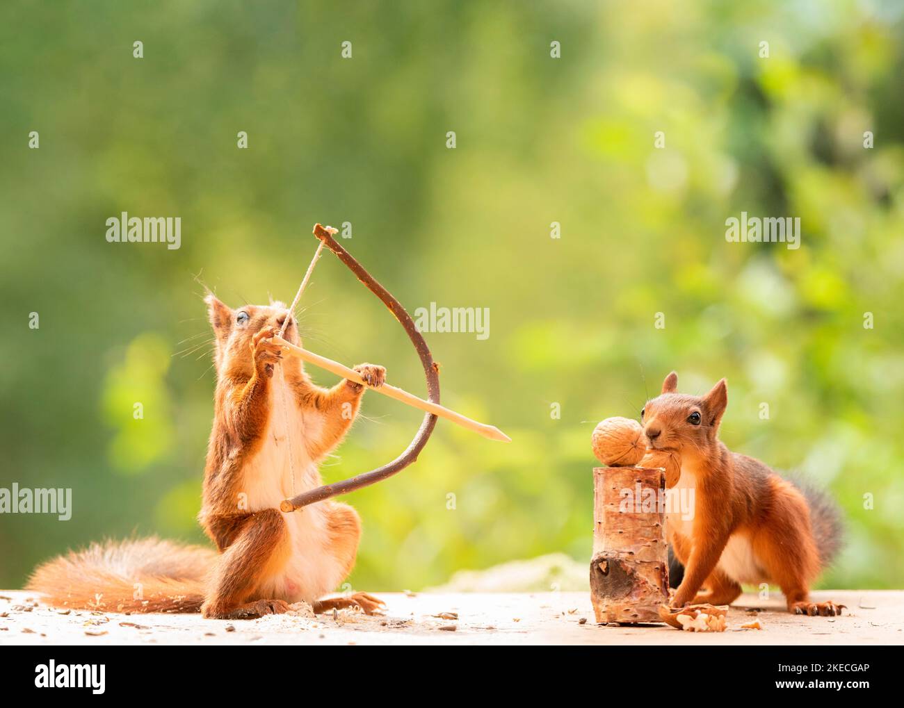 red squirrels standing with an bow and arrow Stock Photo - Alamy