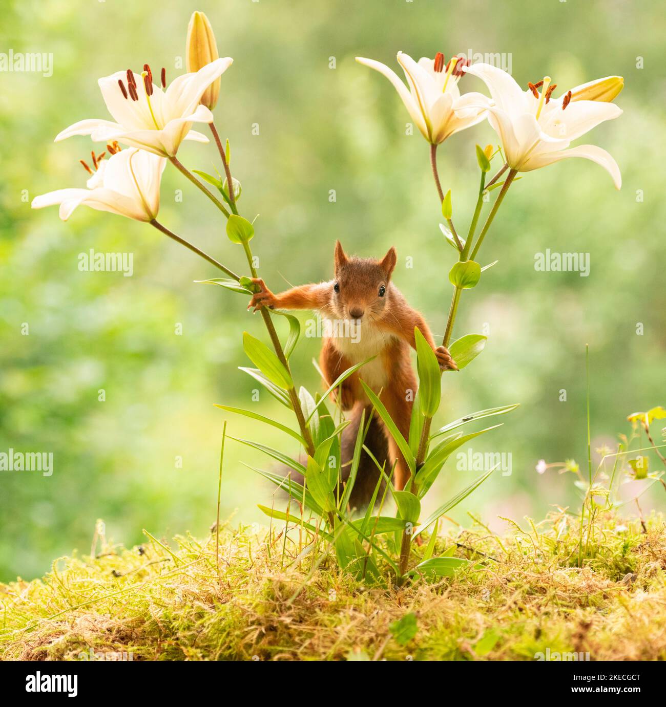 White fire hi-res stock photography and images - Alamy