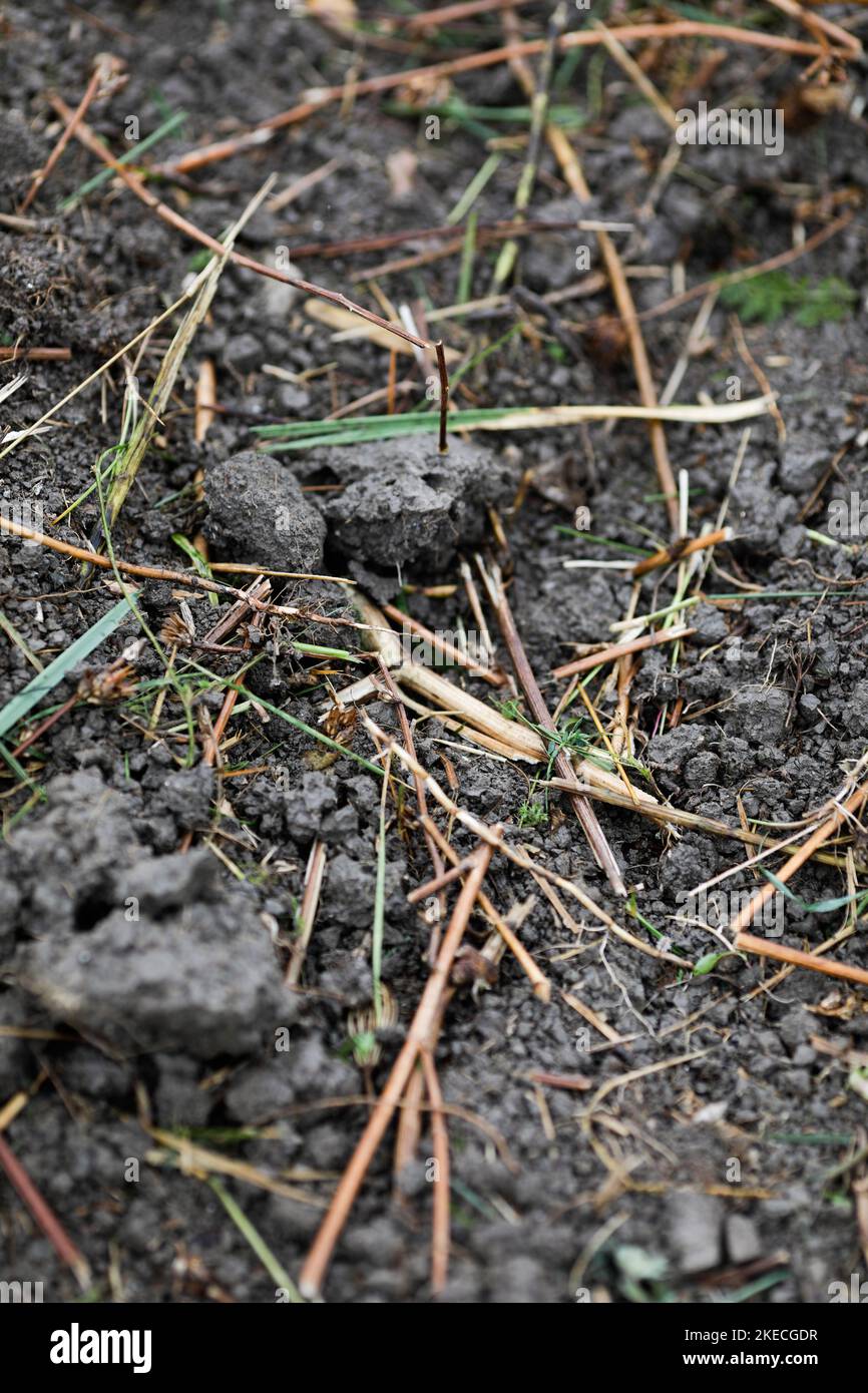Shallow depth of field (selective focus) details with soil during a ...