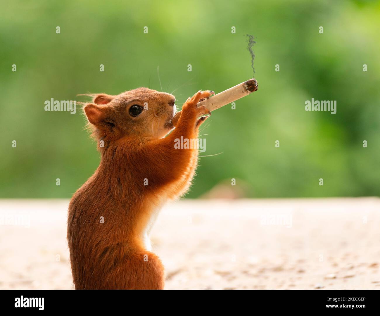 Smoking squirrel hi-res stock photography and images - Alamy