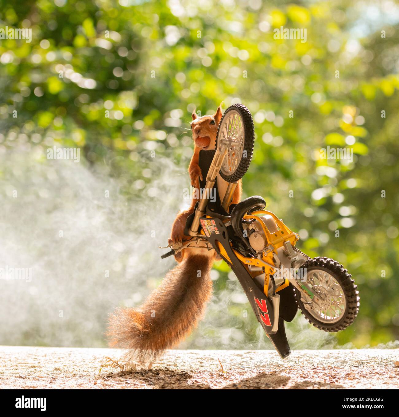 Motorcycle accident stunt hi-res stock photography and images - Alamy