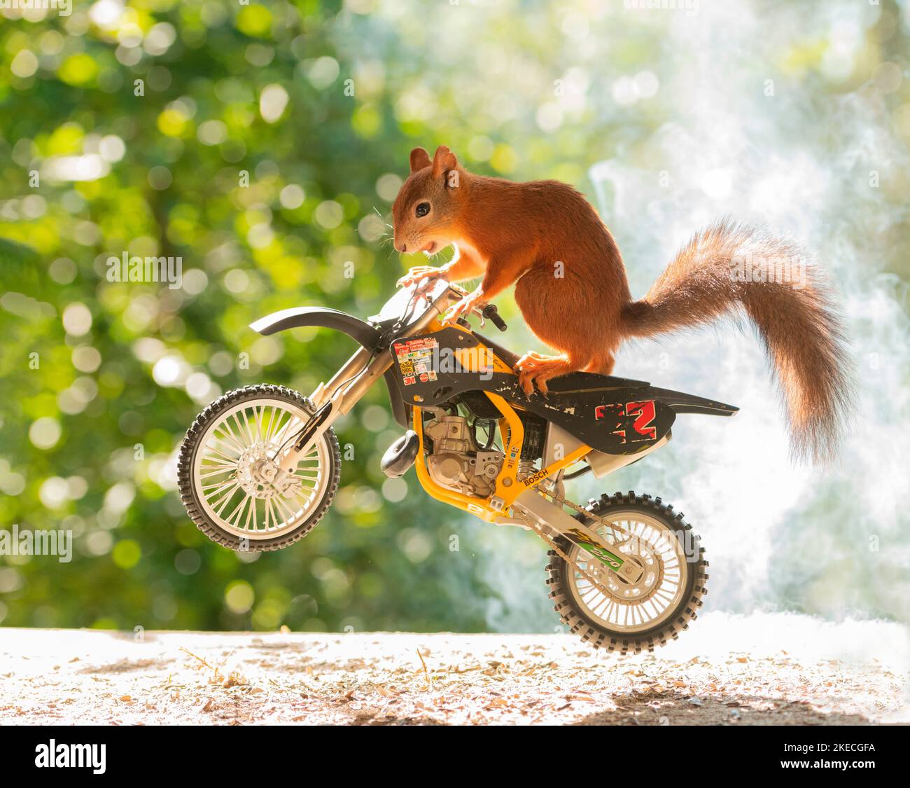 Squirrel motorcycle hi-res stock photography and images - Alamy