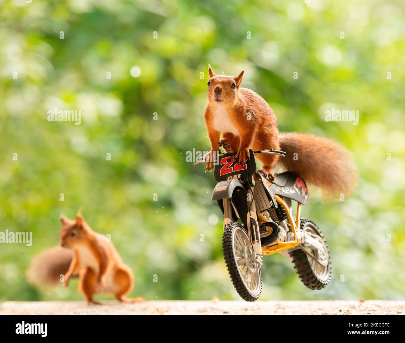 Squirrel motorcycle hi-res stock photography and images - Alamy