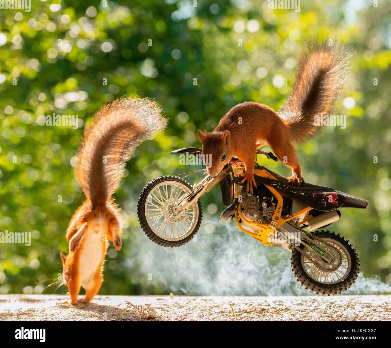 Squirrel motorcycle hi-res stock photography and images - Alamy
