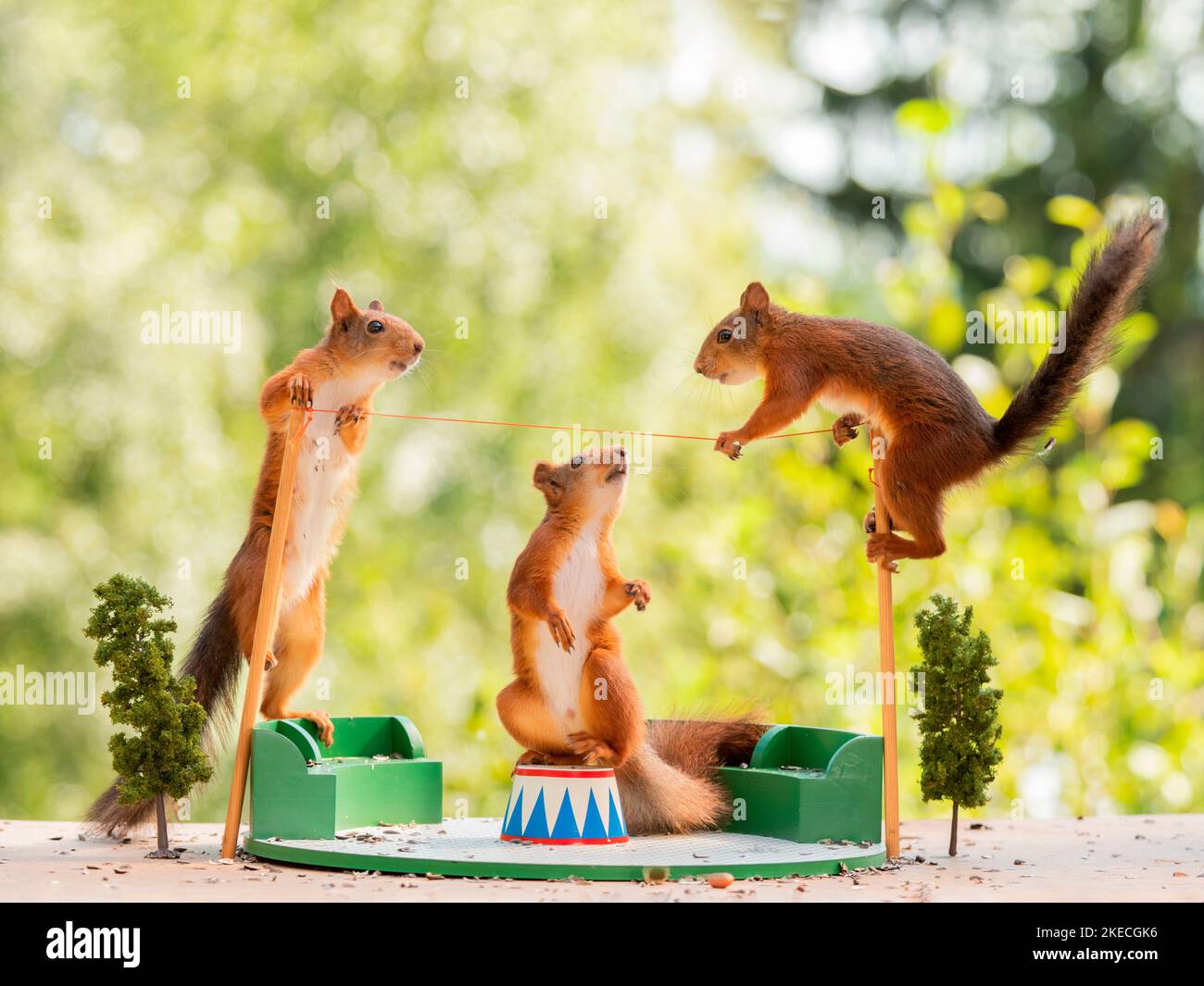 Tightrope walk circus hi-res stock photography and images - Alamy