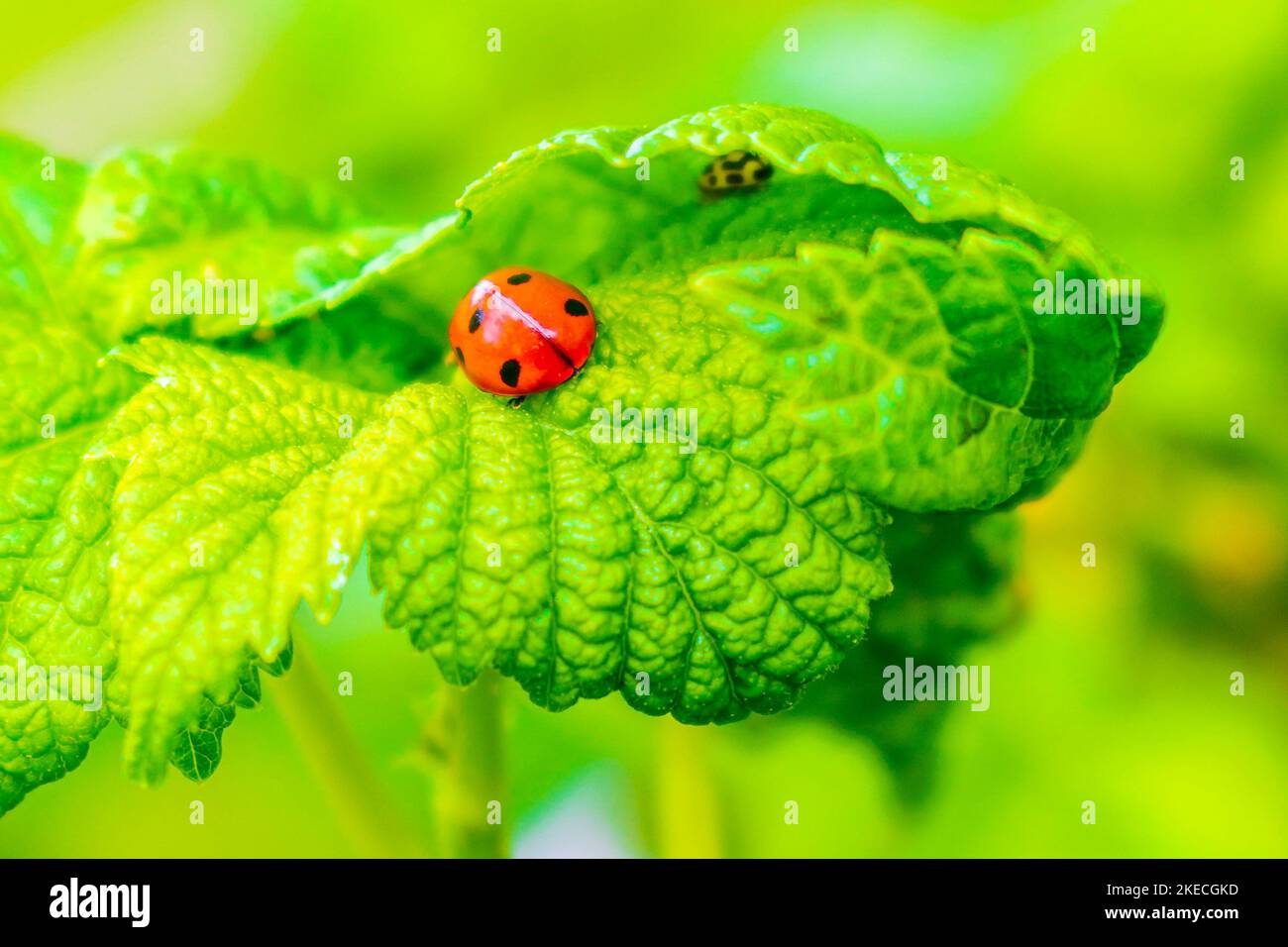 Red ladybugs insect on green plant in Leherheide Bremerhaven Bremen ...