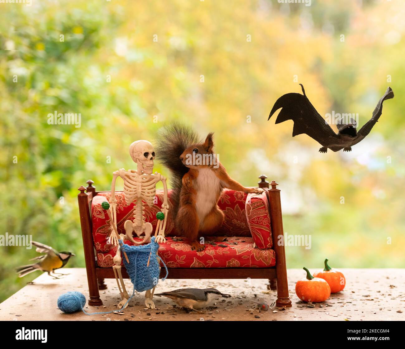 red squirrel on an bench with a skeleton Stock Photo - Alamy