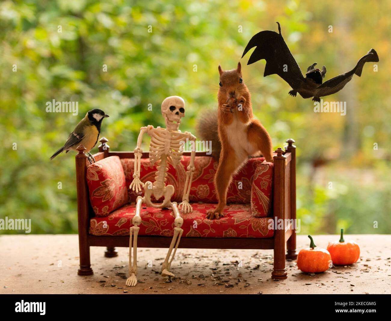 red squirrel on an bench with a skeleton Stock Photo - Alamy