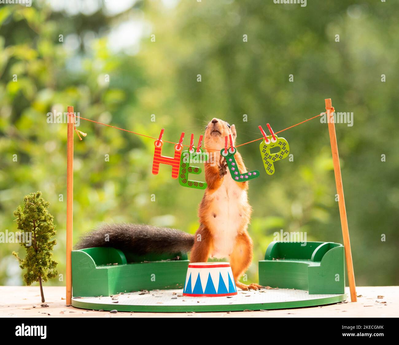 Word red squirrel hi-res stock photography and images - Alamy