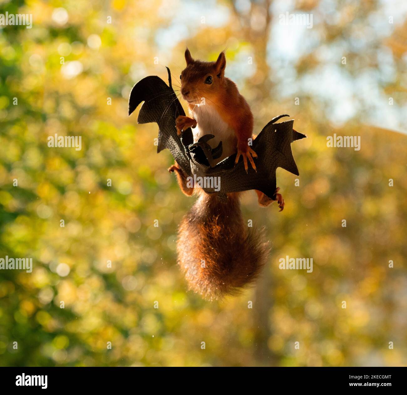 Flying bat hi-res stock photography and images - Alamy