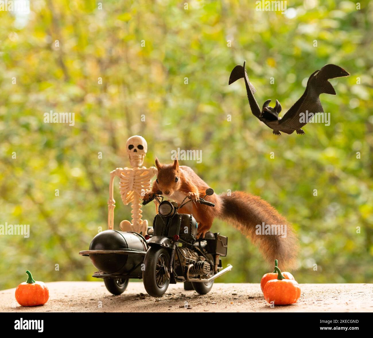 Squirrel farewell hi-res stock photography and images - Alamy