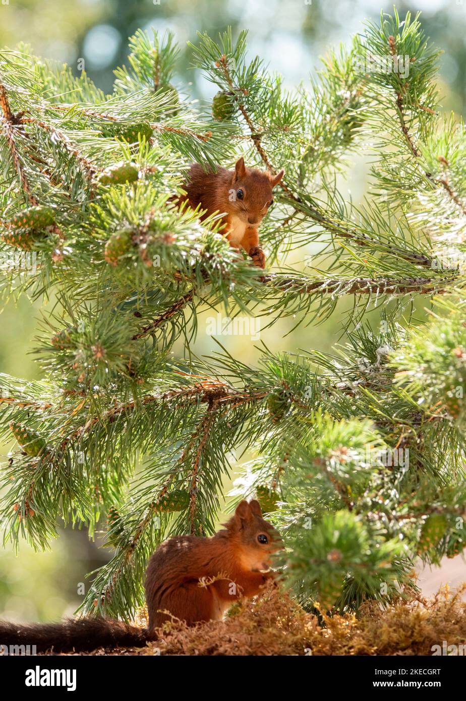 Red pine stand hi-res stock photography and images - Alamy