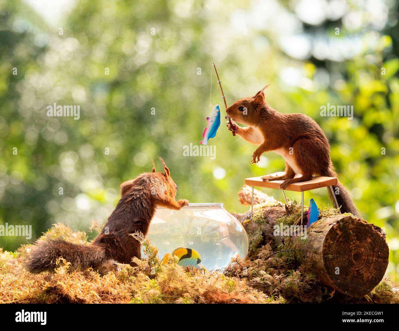Squirrel fish hi-res stock photography and images - Alamy