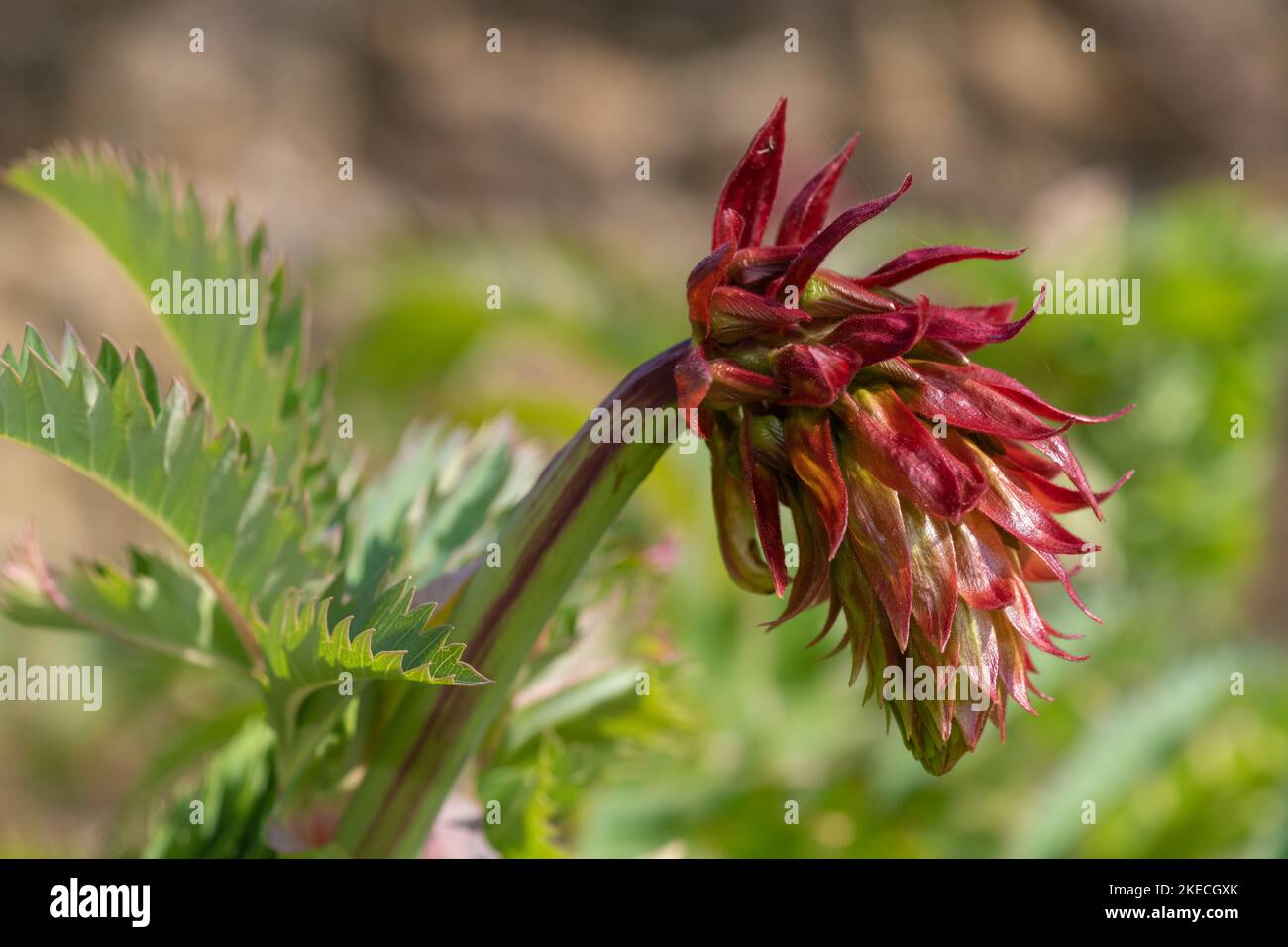 Close up of a giant honey flower (melianthus major) in bloom Stock ...