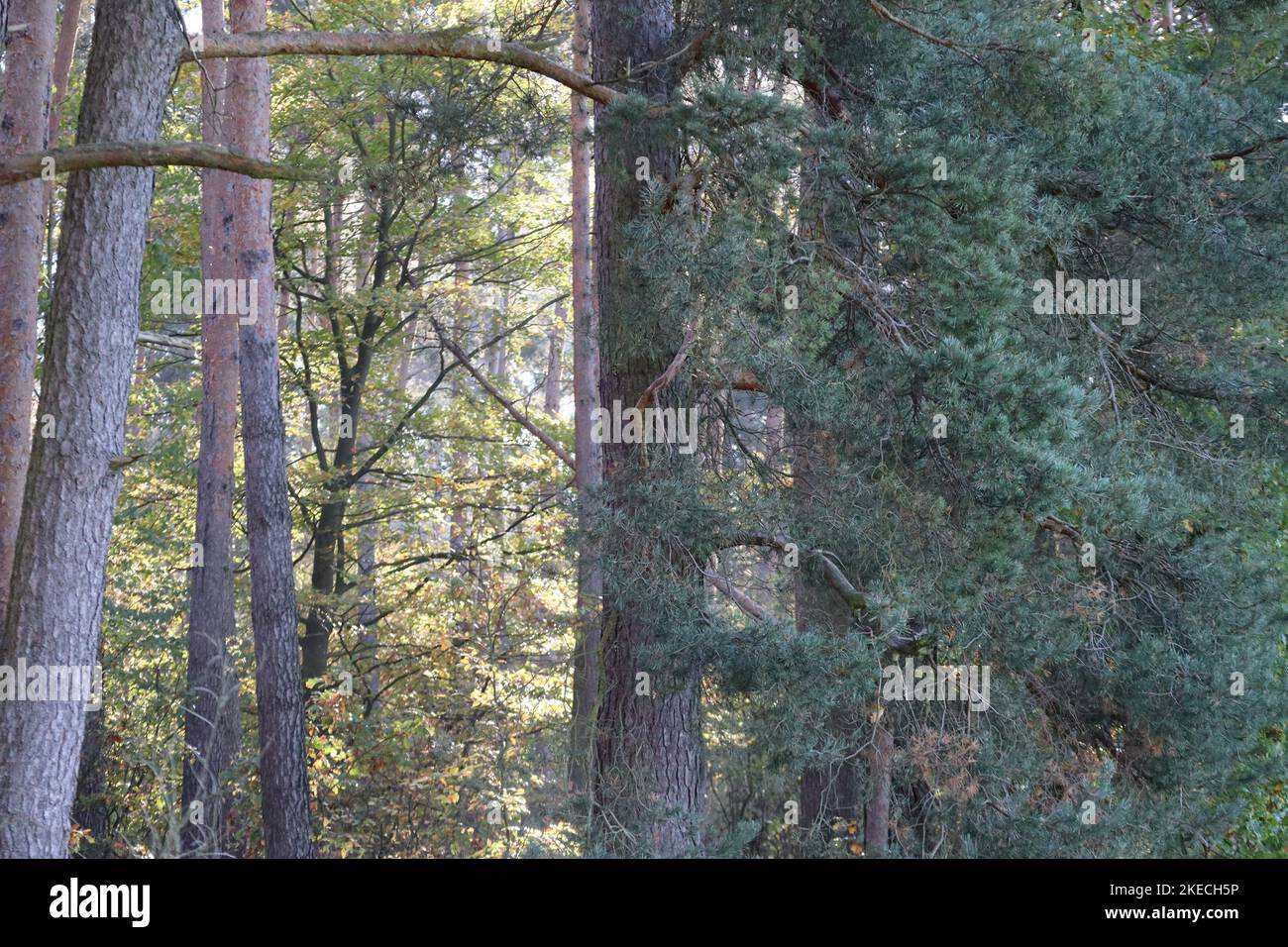 Mixed planting of Deciduous and Coniferous forest Stock Photo - Alamy