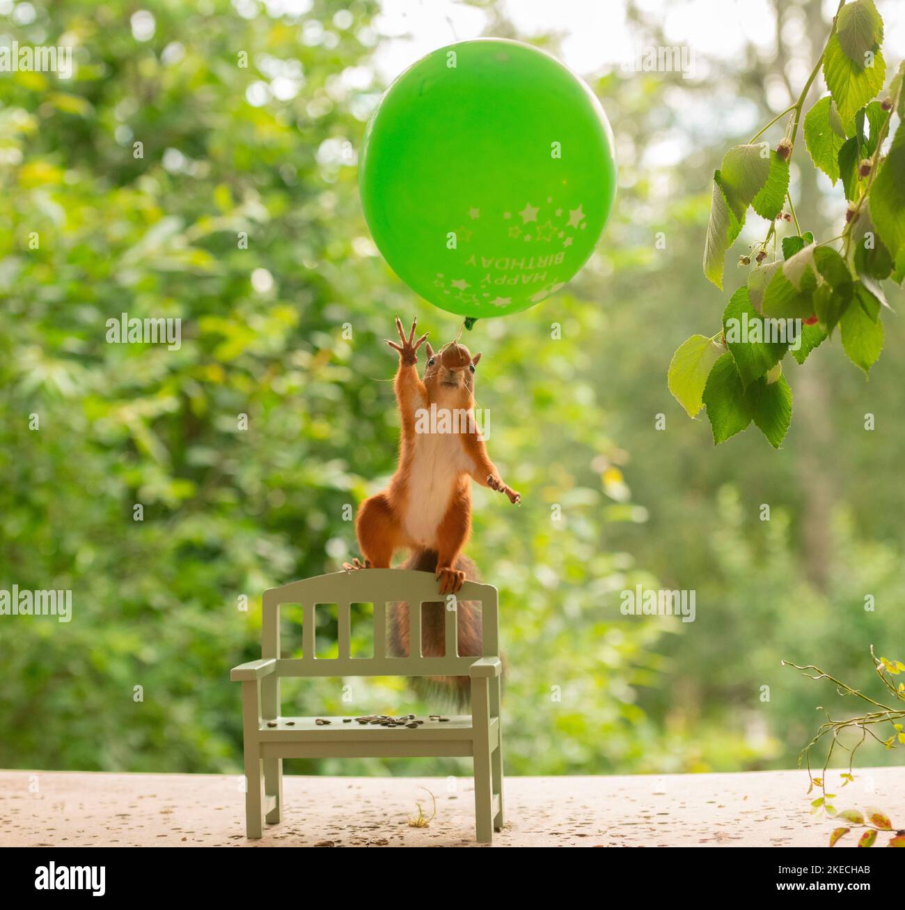 red squirrel stands on miniature bench and reaches for green balloon ...