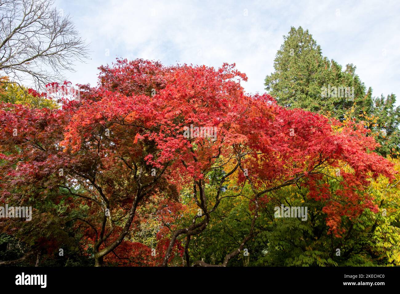 Close up of a Japanese maple (acer japonica) tree with red leaves in ...