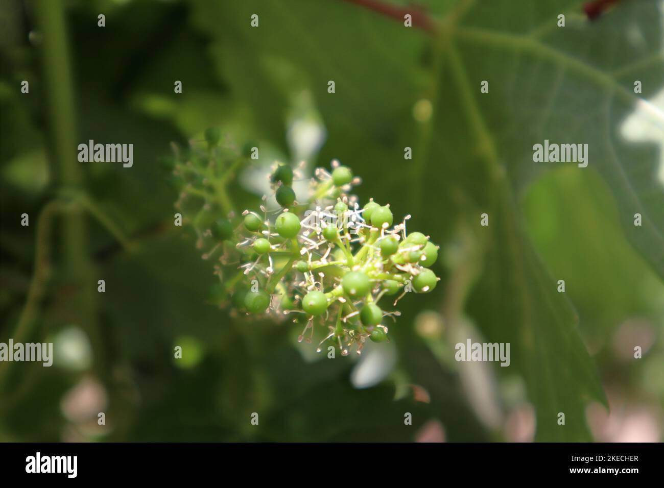 Vine sprout: green bunch bud of grape in close up captured in argentine ...