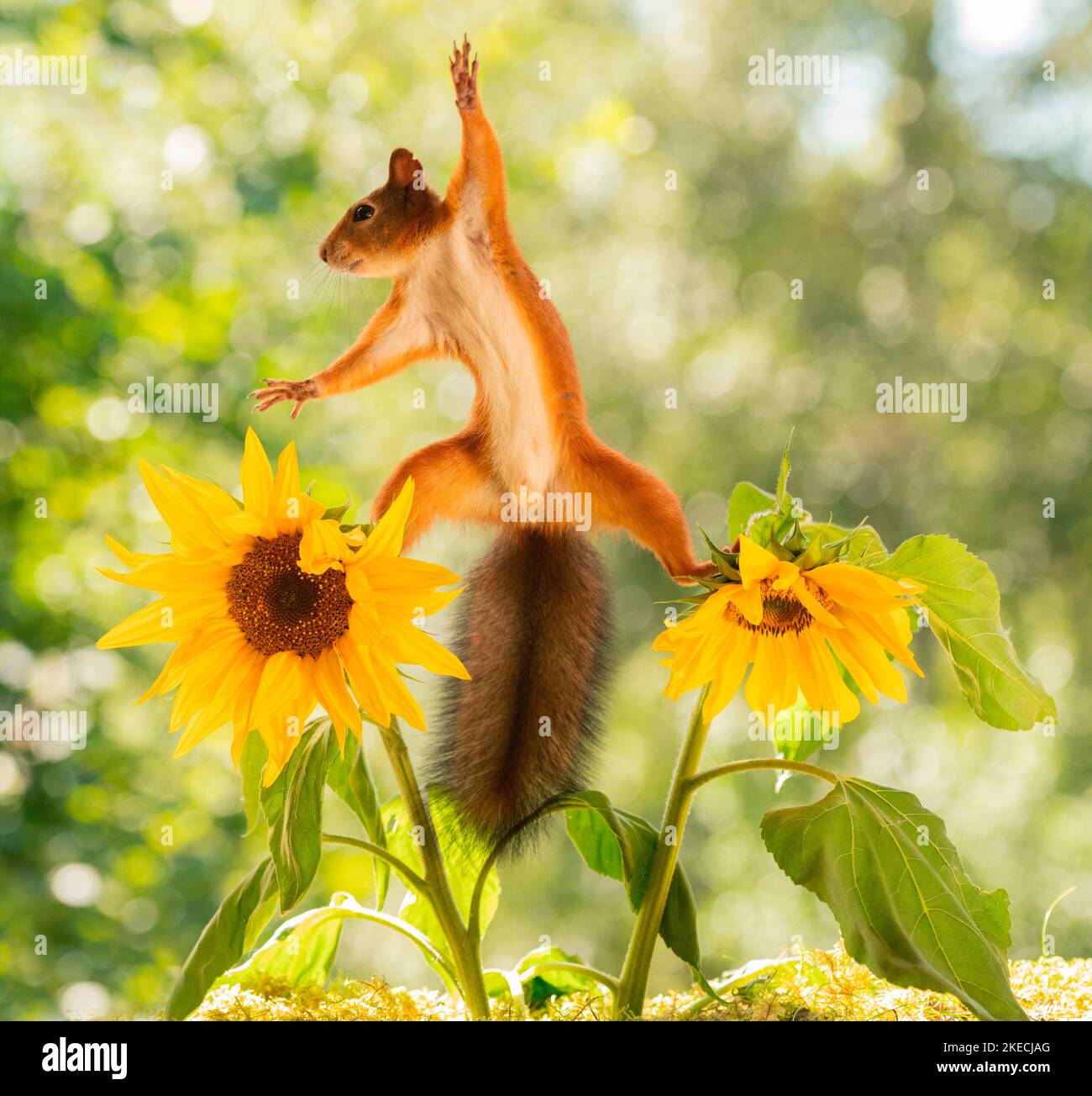 Red squirrel with sunflower hi-res stock photography and images - Alamy