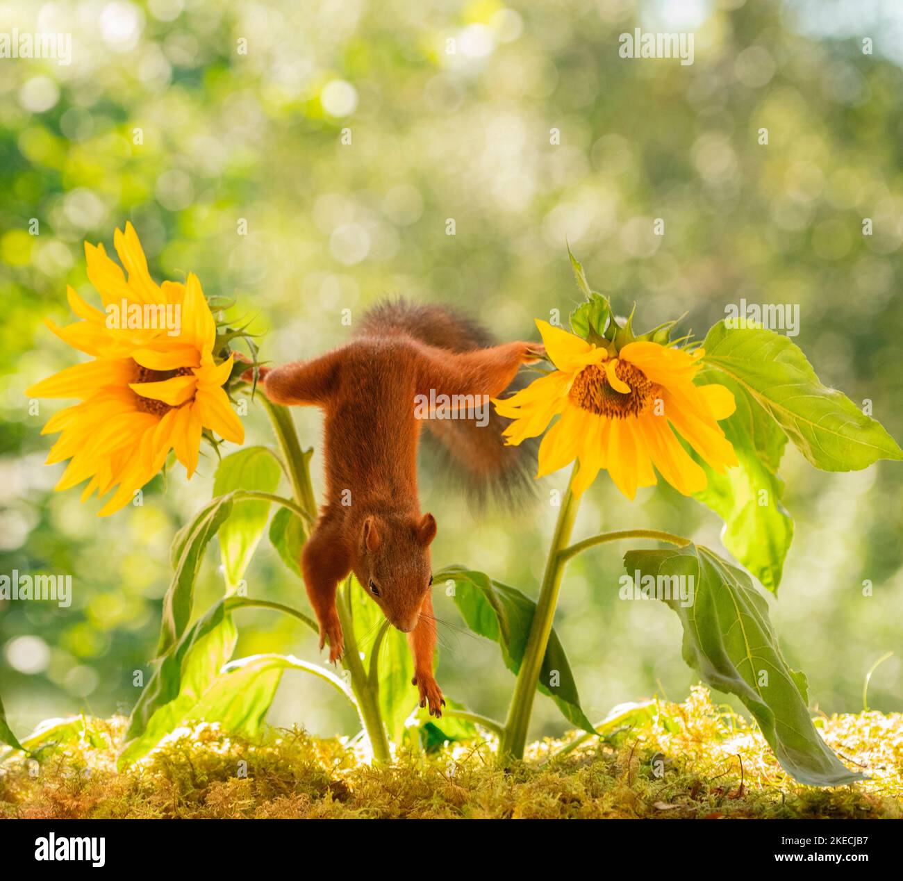 Red squirrel with sunflower hi-res stock photography and images - Alamy