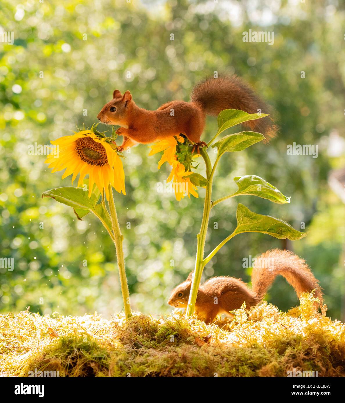Red squirrel with sunflower hi-res stock photography and images - Alamy