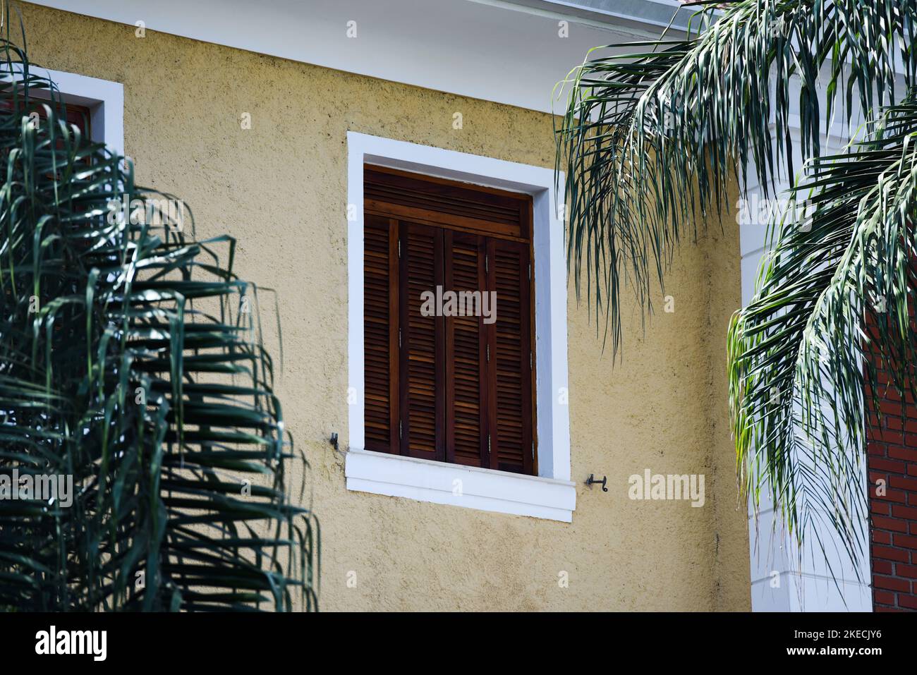 Closed Wooden Window Between Palm Trees Stock Photo - Alamy
