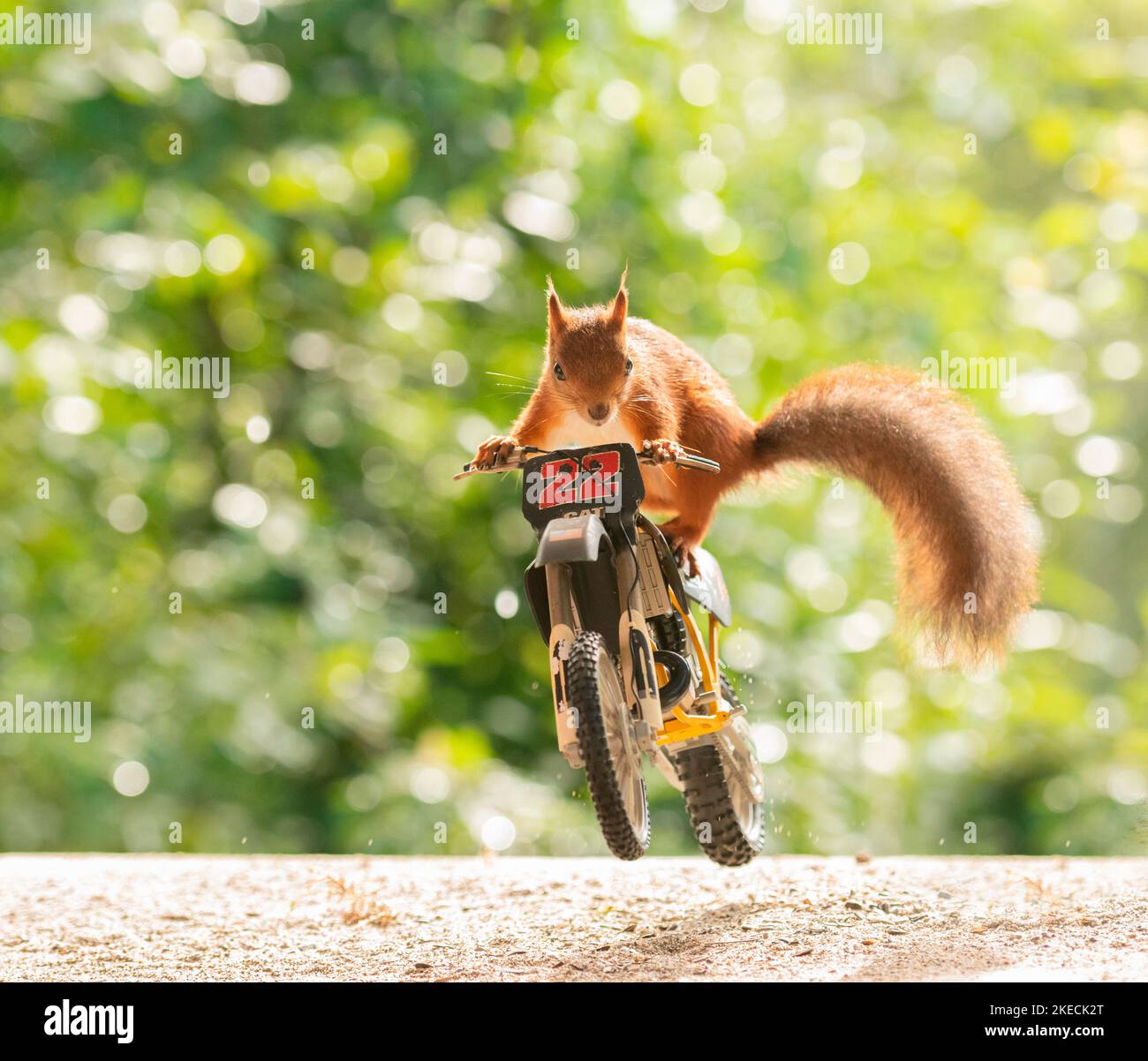 Squirrel motorcycle hi-res stock photography and images - Alamy