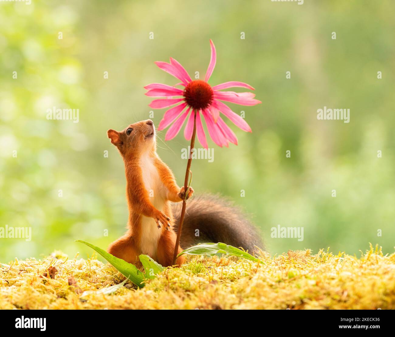 Pink squirrel hi-res stock photography and images - Alamy