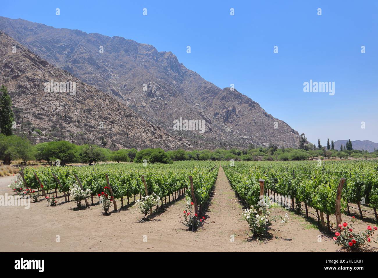 Cafayate, Argentina, november 3, 2022: vineyards with mountain backdrop ...