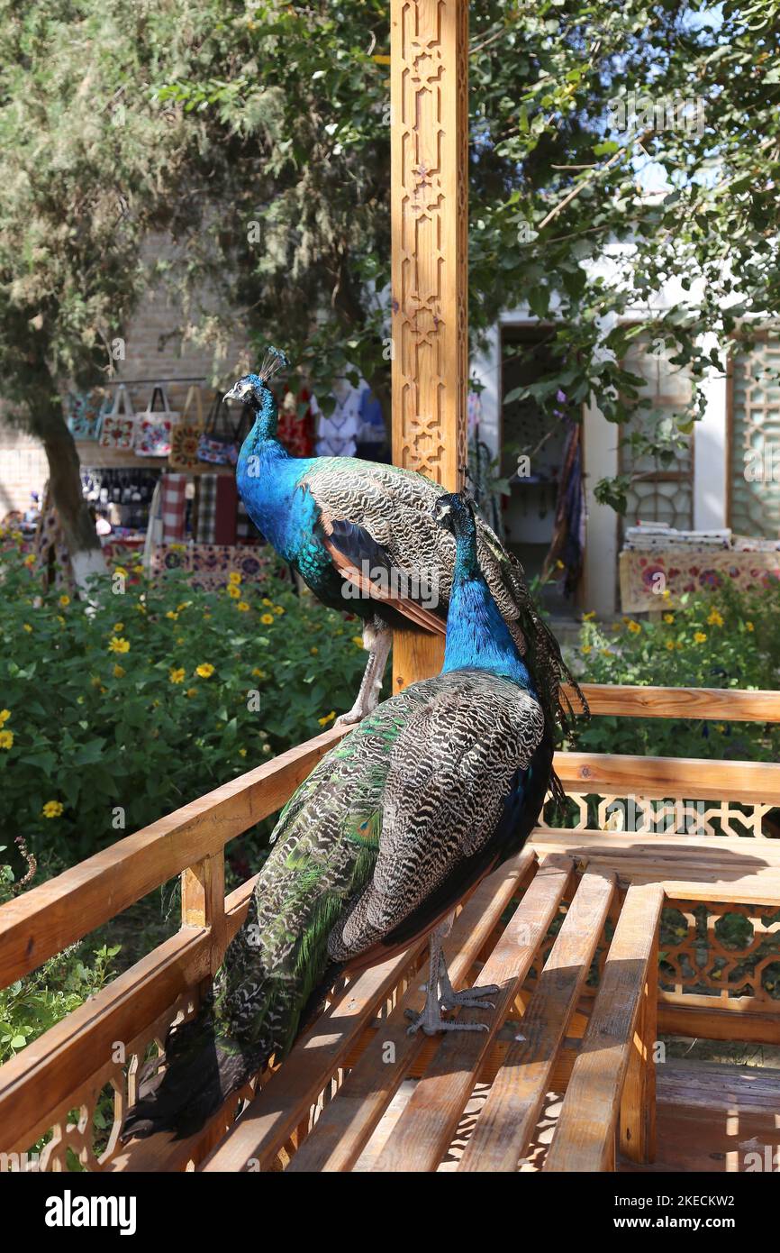 Indian (aka Blue) Peacocks (Pavo cristatus), Sitorai Mokhi Khosa ...
