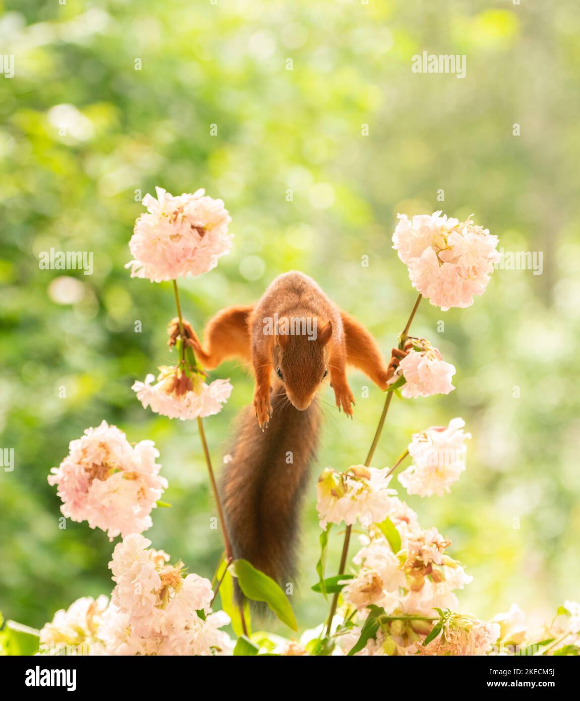 Red squirrel stand between flowers hi-res stock photography and images ...