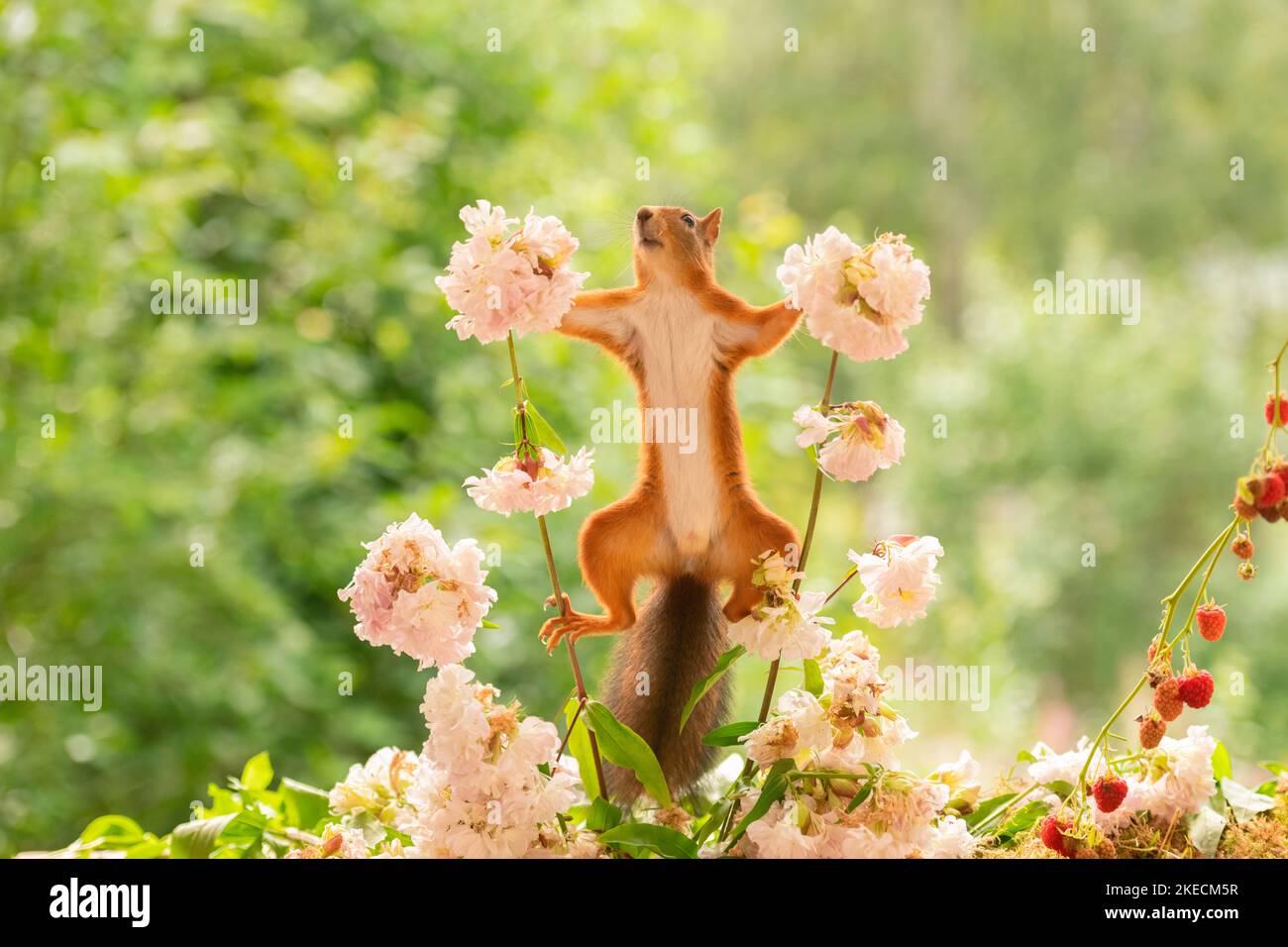 Red squirrel stand between flowers hi-res stock photography and images ...