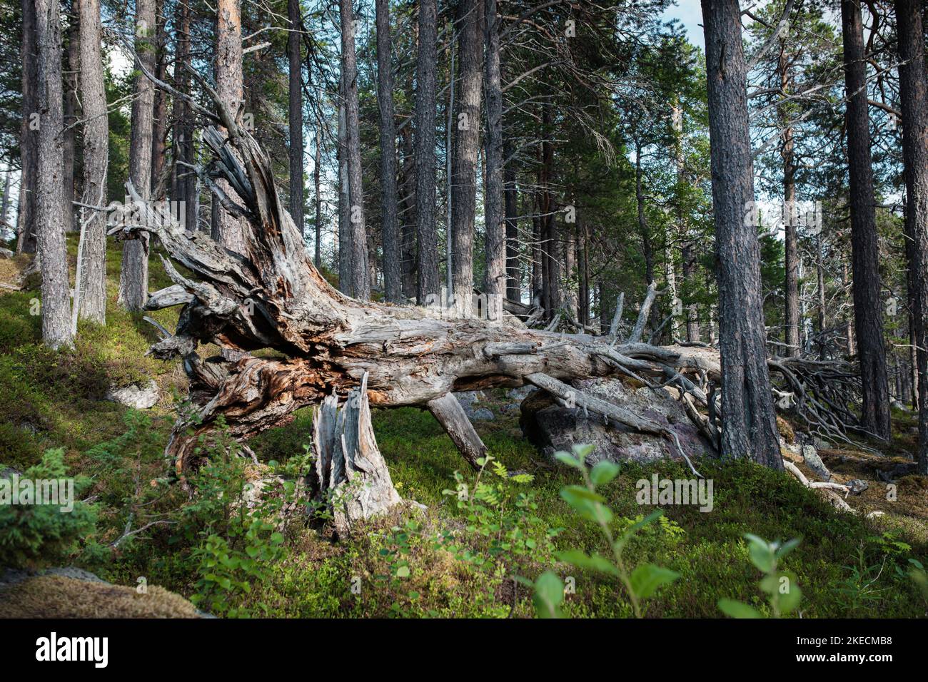 An old fallen tree in a forest in Scandinavia Stock Photo - Alamy