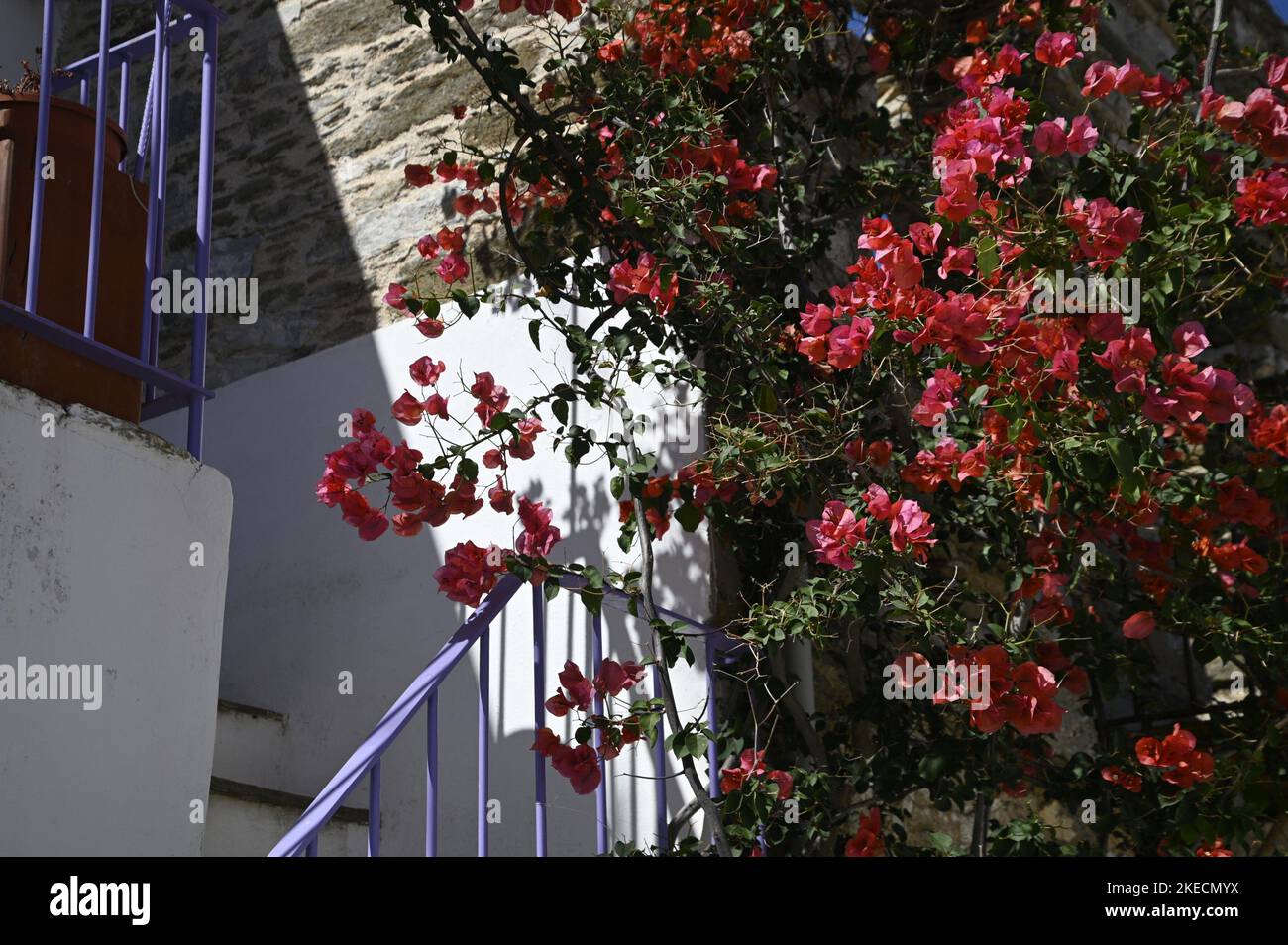 Landscape with a magenta bougainvillea climbing on a handcrafted stone ...