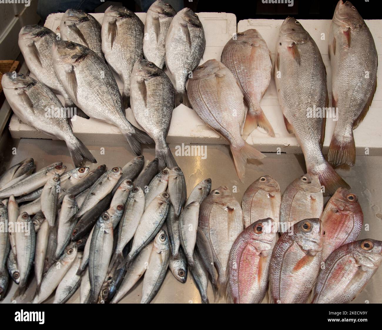 Fish, Food Stall, Tripoli Souk, Tripoli, Lebanon Stock Photo - Alamy