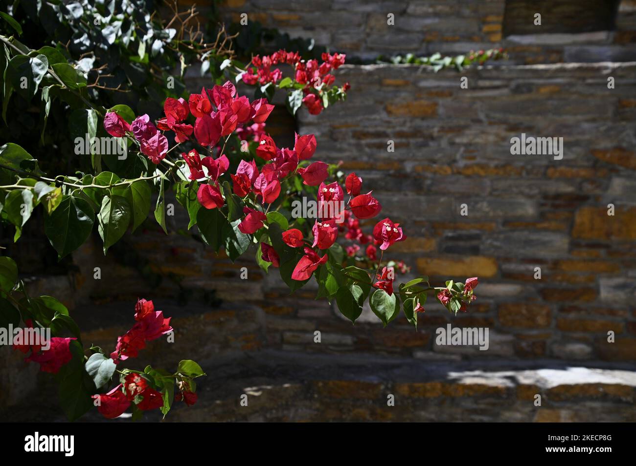 Landscape with a magenta bougainvillea climbing on a handcrafted stone ...